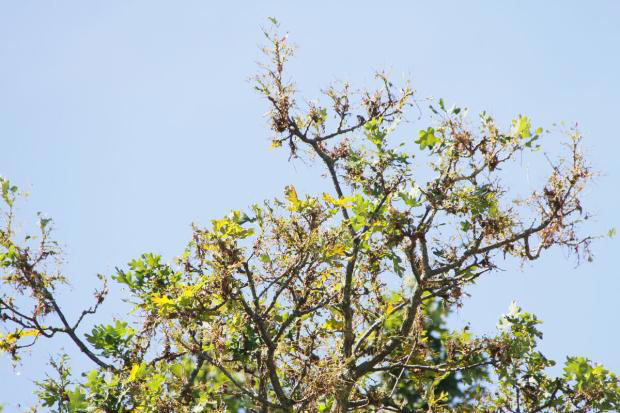People urged to report moth caterpillars which harm oaks and cause skin ...