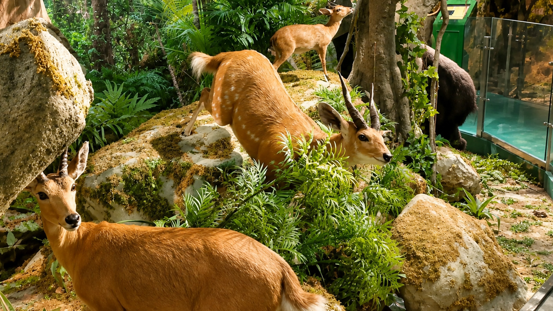 De verborgen wereld van wilde dieren bewaard in een Chinees museum