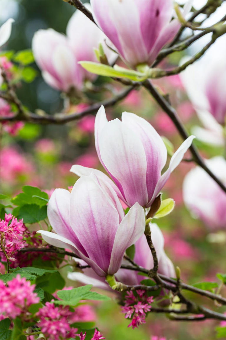 14 plants you should prune in June for a better summer display