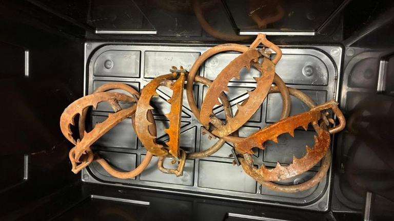 Bear traps at the doors: Illegal marijuana operation in Pacific nearly ...