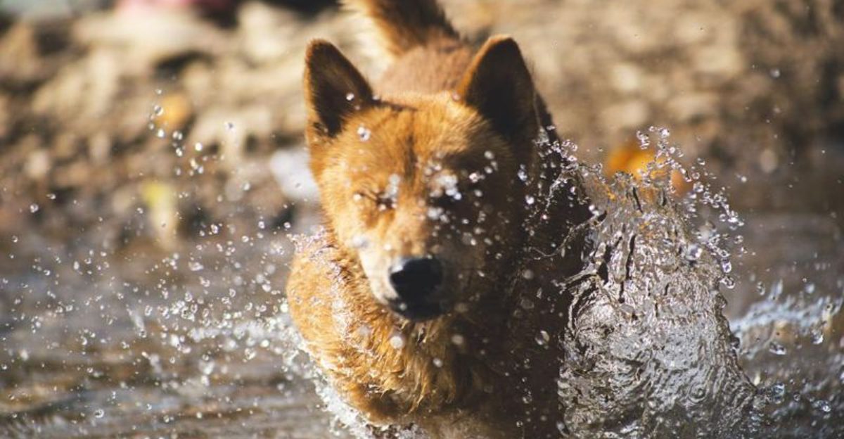 Experts say dogs feel far more than people assume – these 10 emotions ...