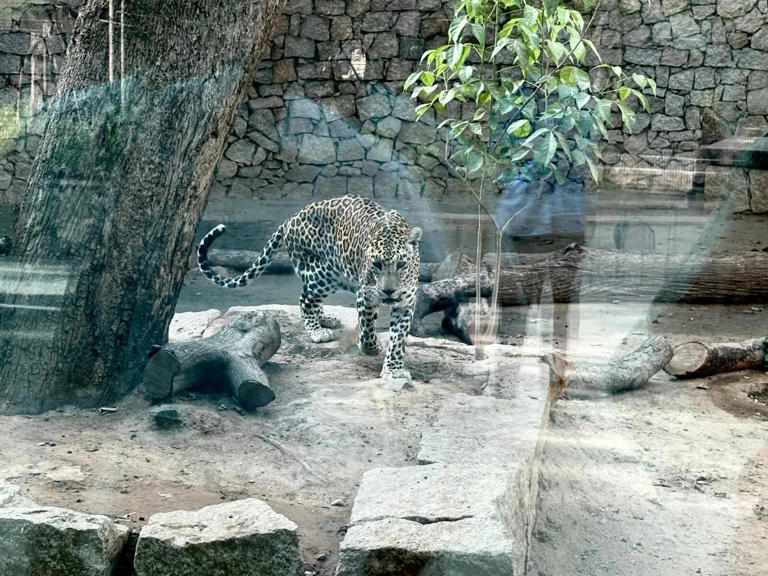Coolers for lions, tigers; pools for otters at Ahmedabad zoo