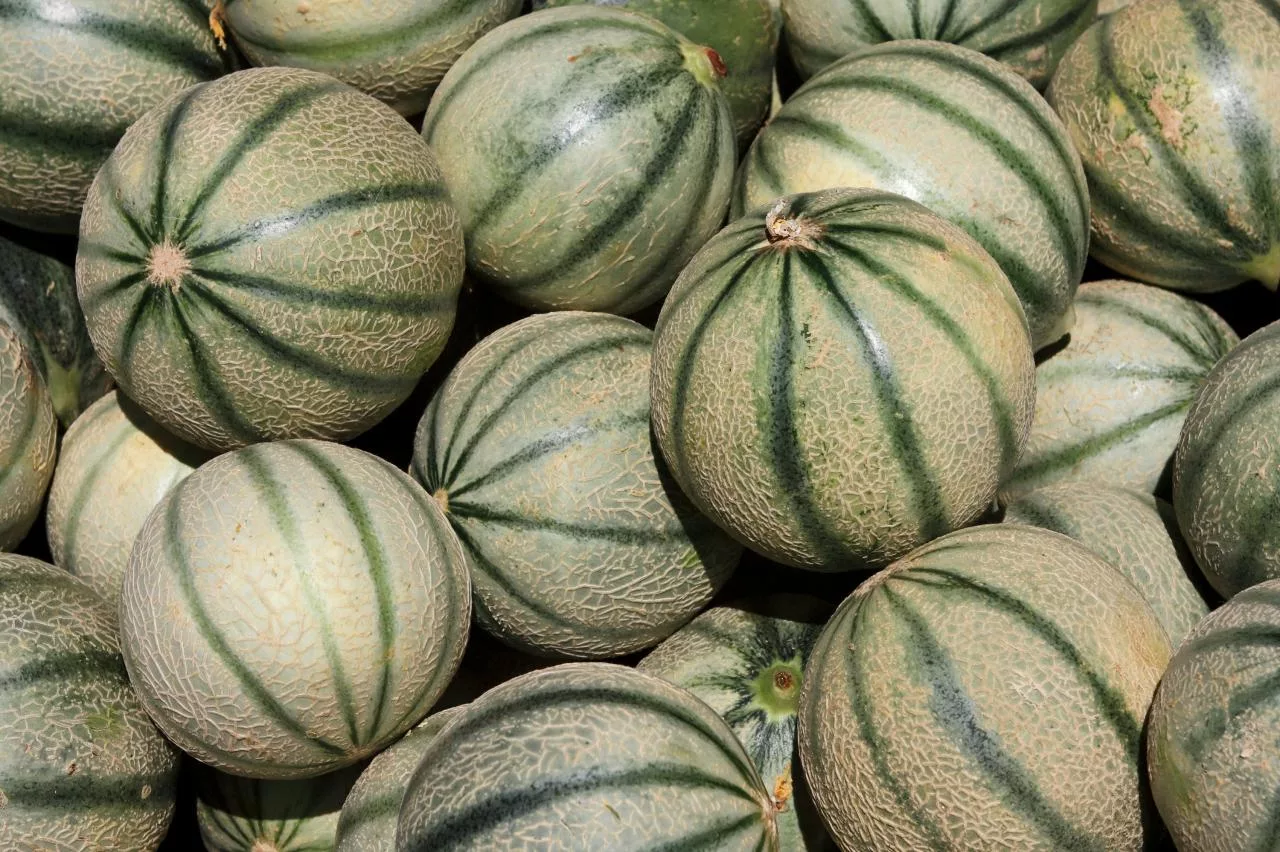 Un adolescent fait pousser un melon de plus de trente kilos, un record ...