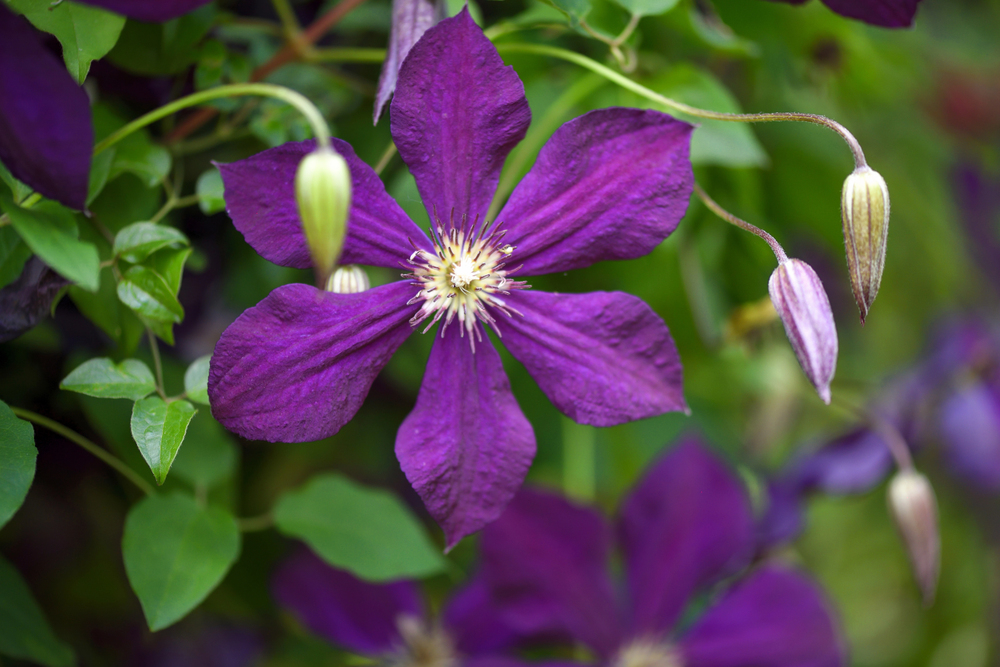 20 beautiful climbing plants that instantly transform boring walls & fences
