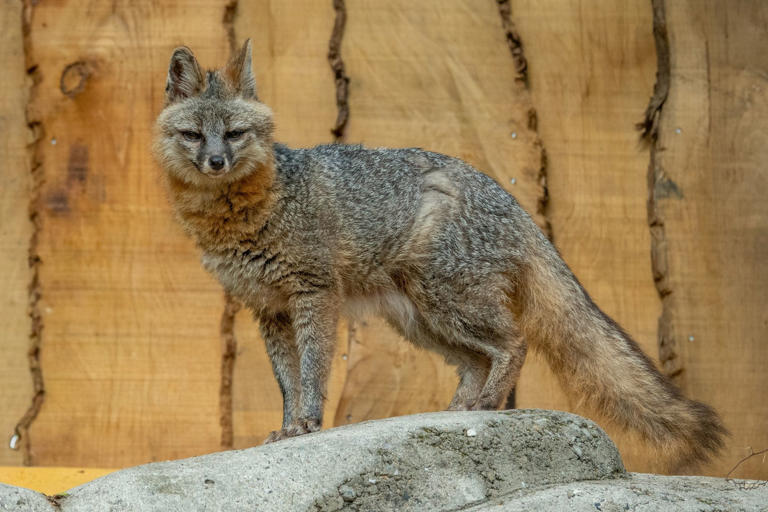 Graufuchs-Pärchen zieht in Neunkircher Zoo ein