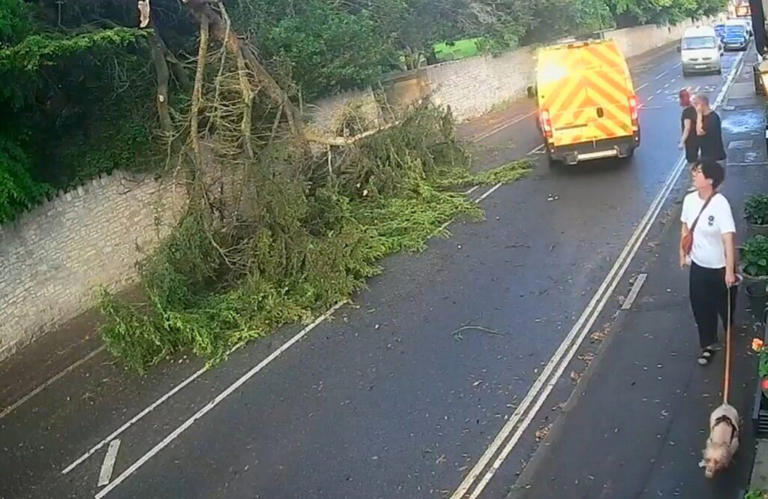 Dog walker inches from being crushed by falling tree