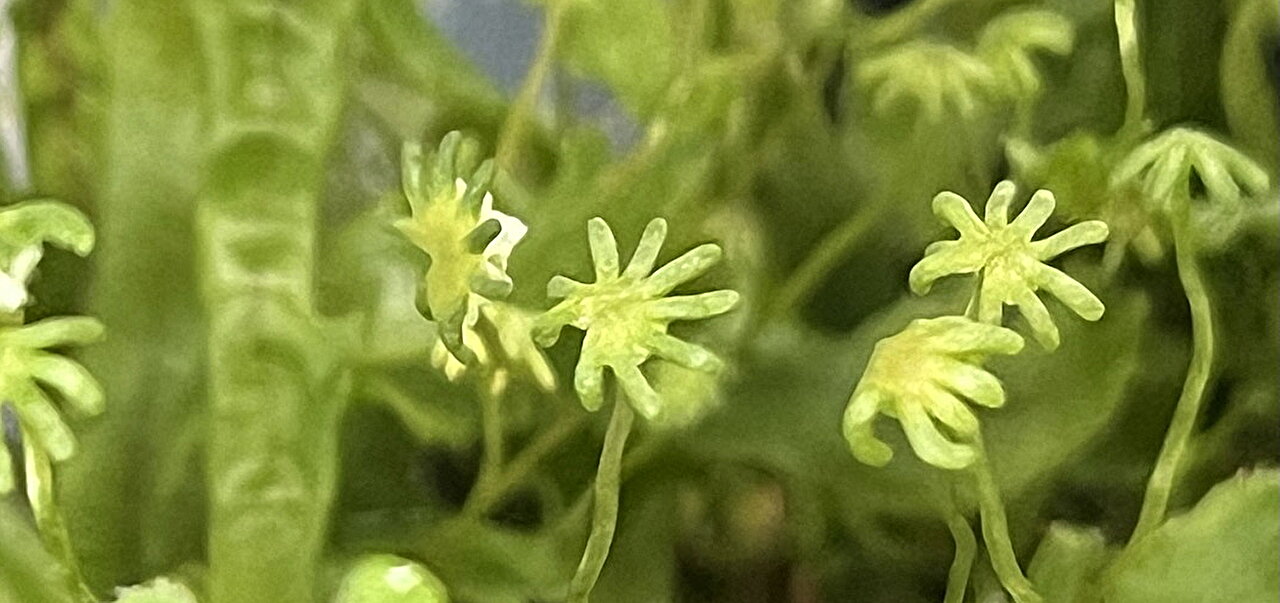 Ancient land plant reveals the evolution of a 400‑million‑year‑old UV‑B ...