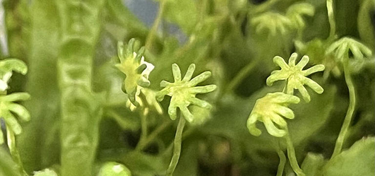 Ancient land plant reveals the evolution of a 400‑million‑year‑old UV‑B ...