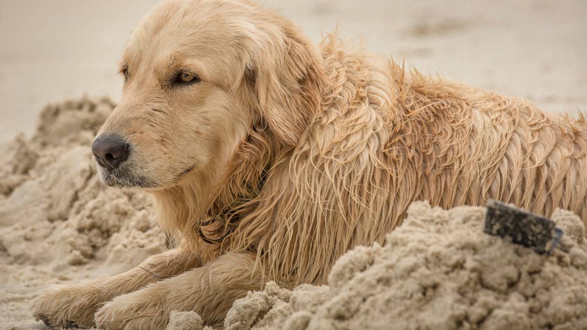 Golden retriever’s messy beach hair is giving total summer vibes