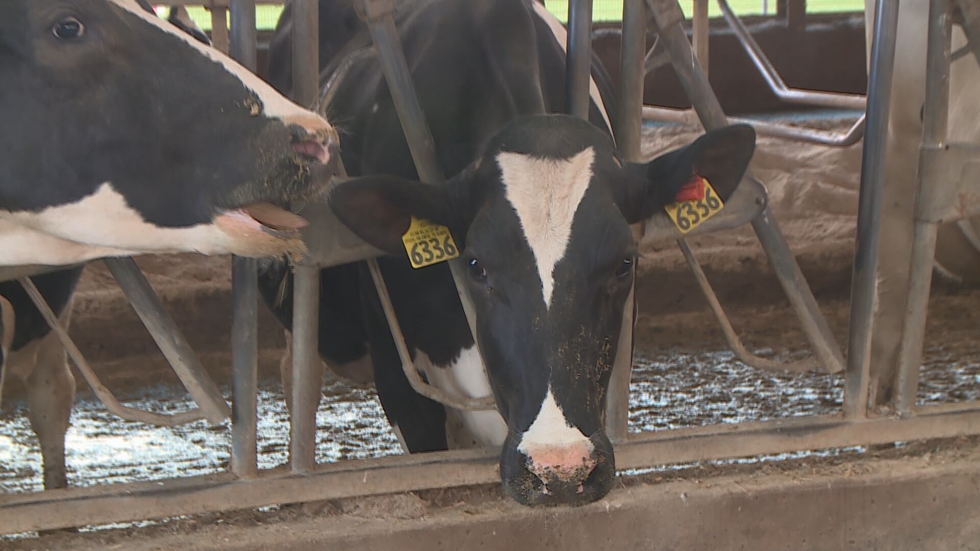 Adopt a dairy cow campaign gets underway