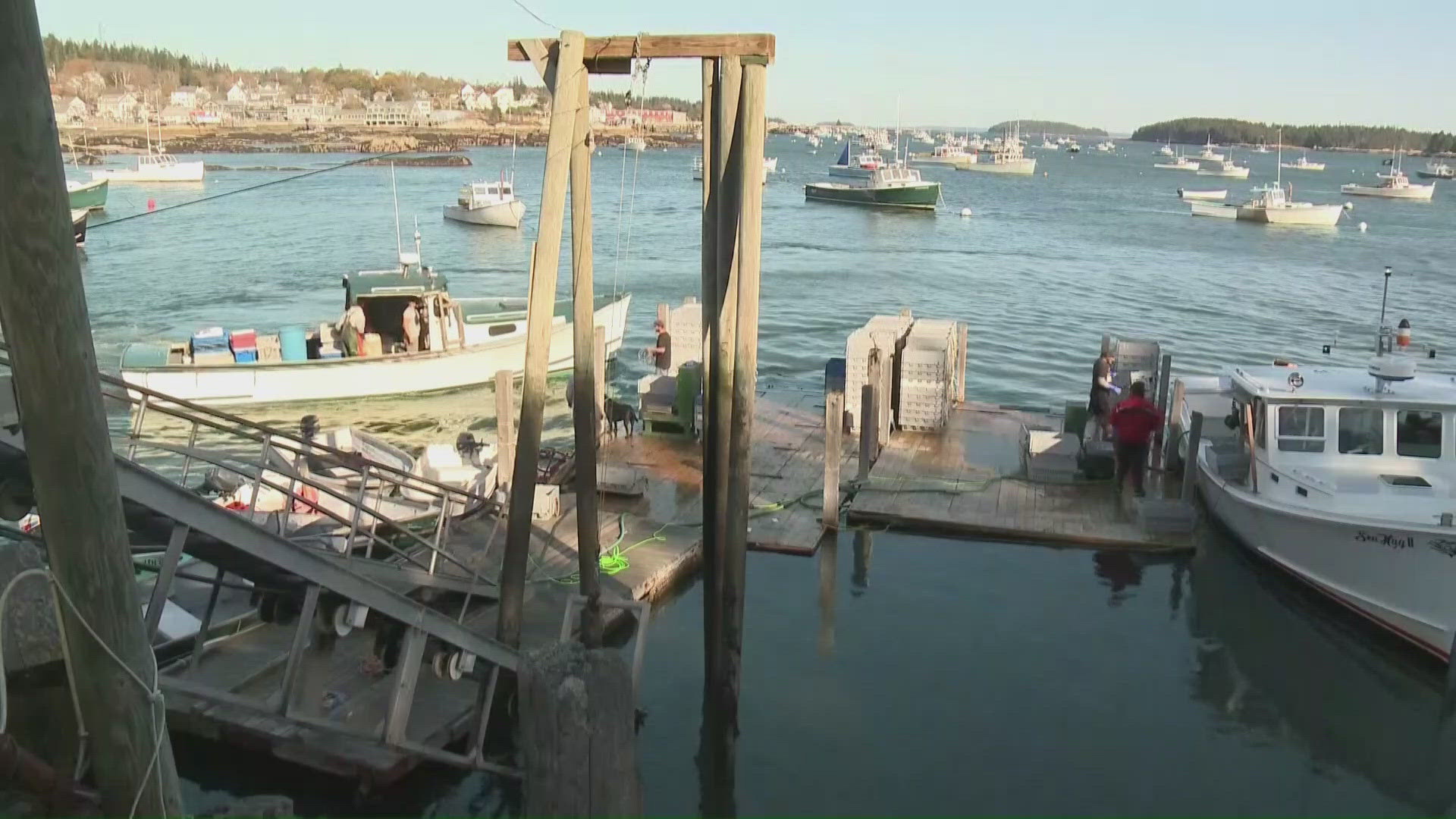 Deadline for lobster trap tags in Maine is June 1