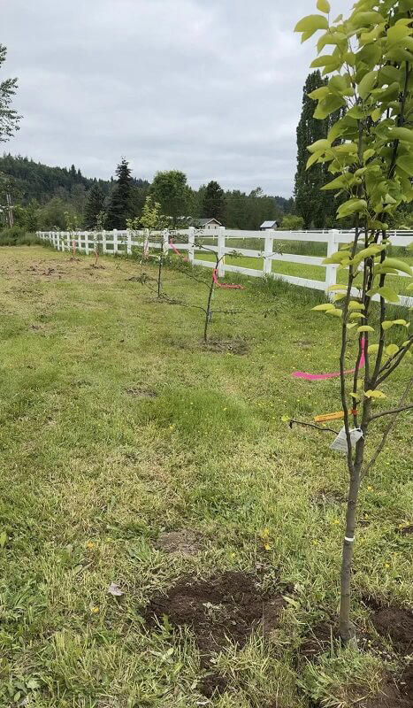 Homesteader finally plants apple trees after years of waiting as ...