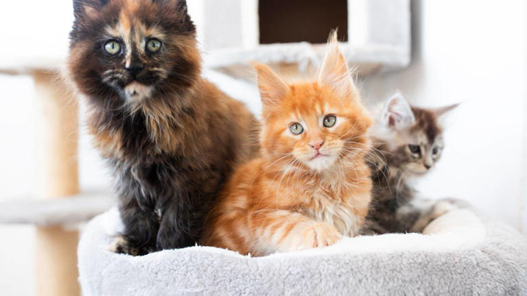 Baby kitten treats Maine Coon cat like a giant chew toy