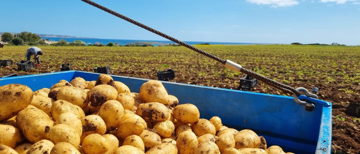 Troppe patate da frittura, il prezzo crolla a zero euro a tonnellata ...
