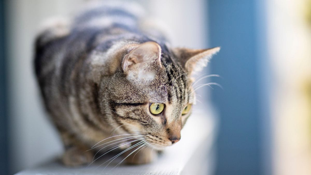 Cat survives terrifying 14-storey fall: vet's diagnosis leaves owner in ...