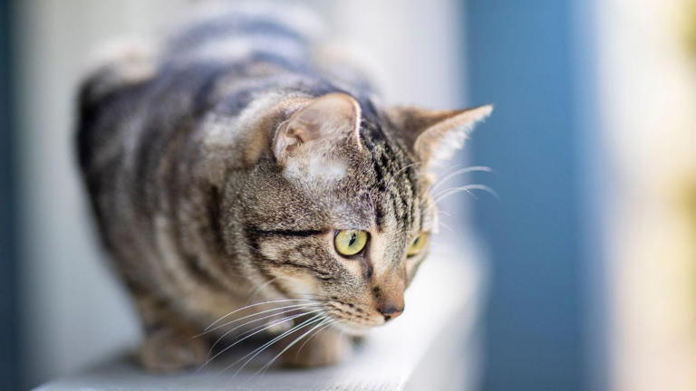 Cat survives terrifying 14-storey fall: vet's diagnosis leaves owner in ...