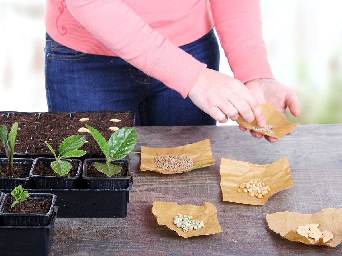 Best way to store leftover garden seeds