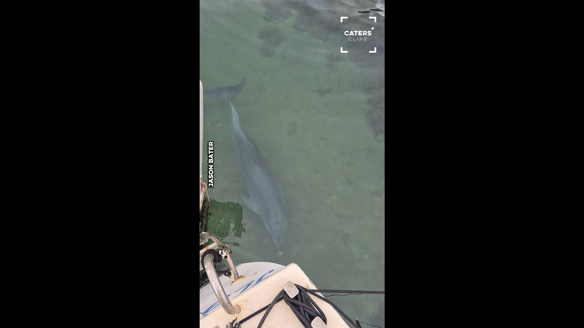 Dolphins swim under boat catching fish in stunning close encounter