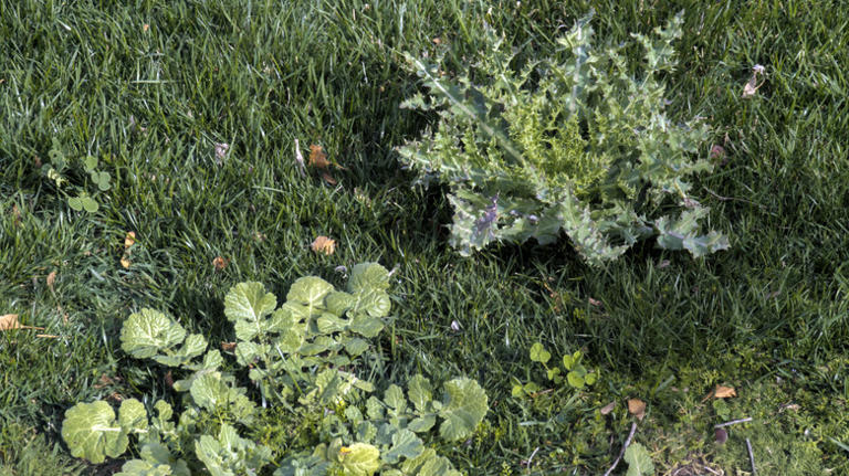Skip the herbicides: Grow a lemon-scented ground cover to block out ...