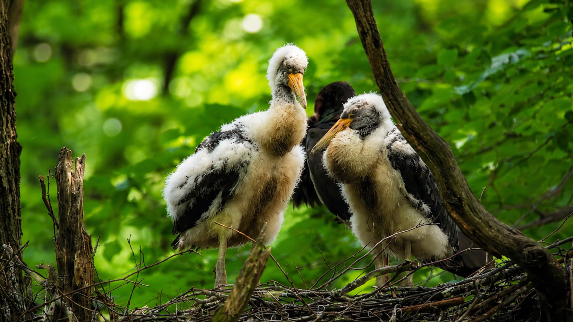 Una telecamera per la fauna selvatica rivela la vita dentro un nido ...