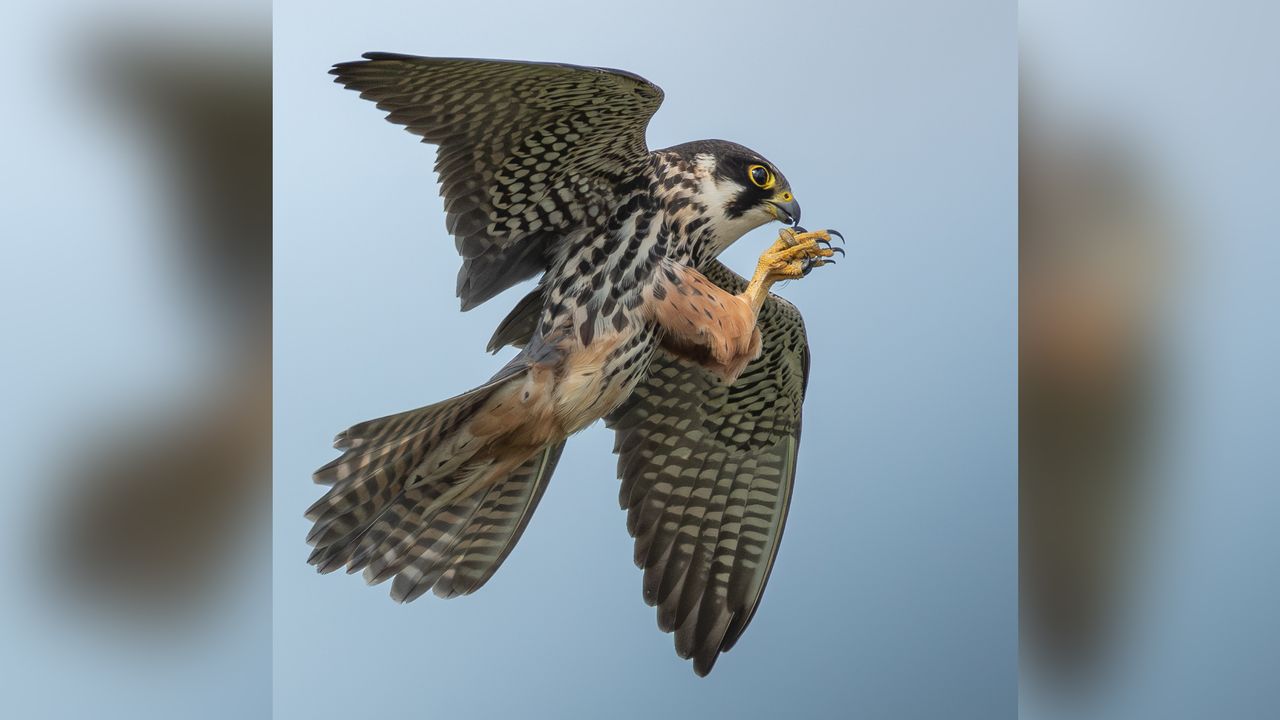 15-year-old photographer wins wildlife award with decade-old DSLR ...