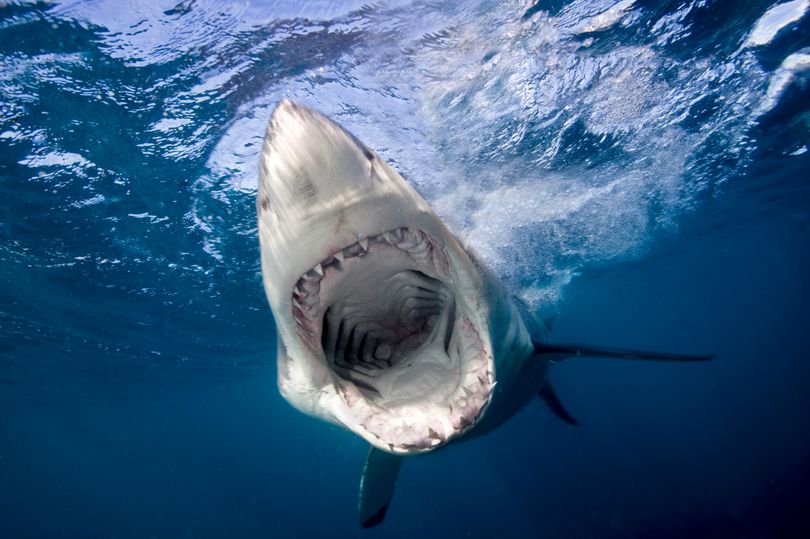 Horror at holiday hotspot as 'aggressive' 8ft shark attacks beach swimmer