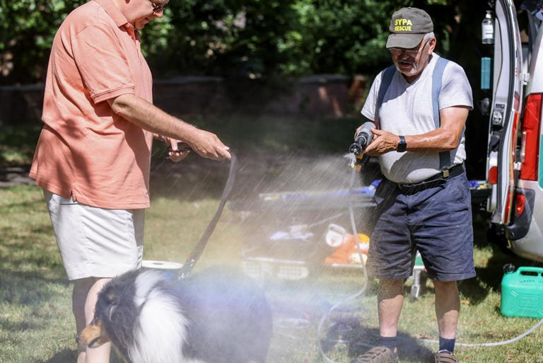 There will be plenty of pooches on patrol at special collie dog event
