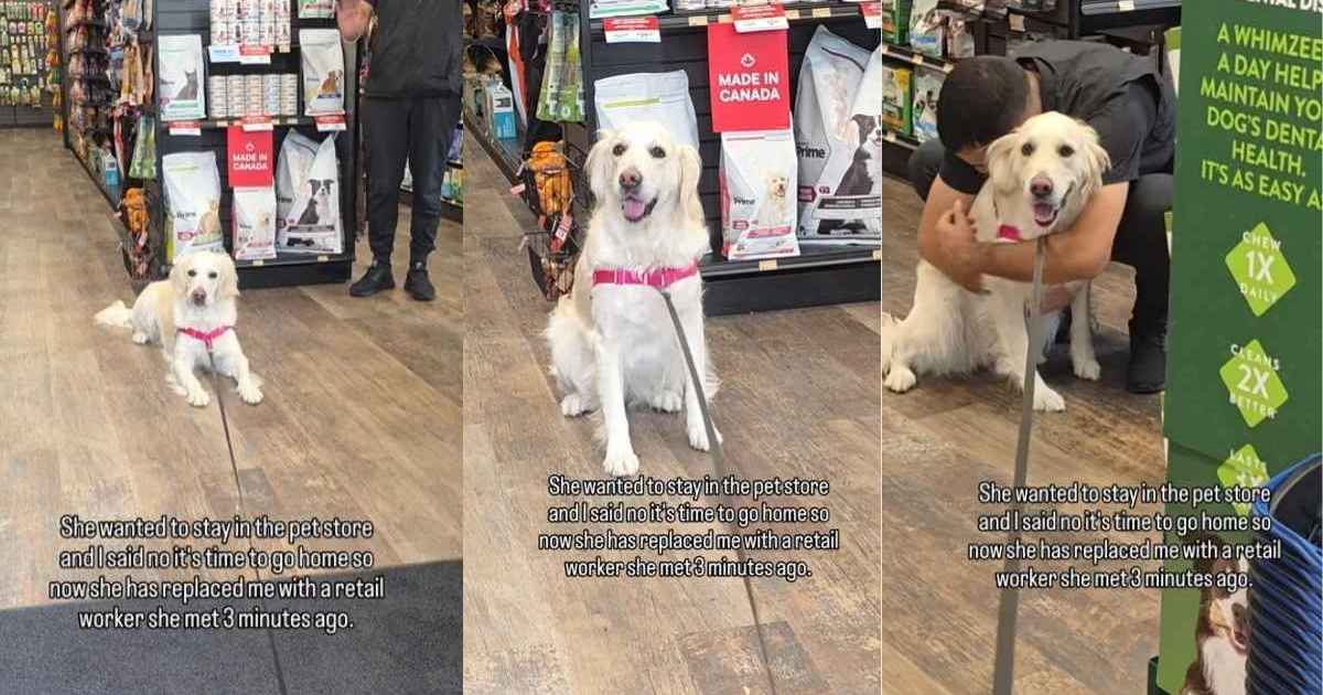 Golden retriever replaces owner with retail worker for good reason