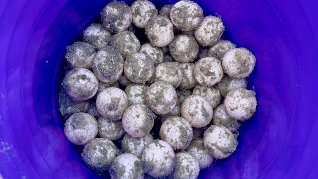 119 sea turtle eggs relocated to secluded area in Myrtle Beach