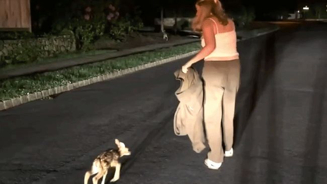 Baby deer follows woman who rescued it from grate
