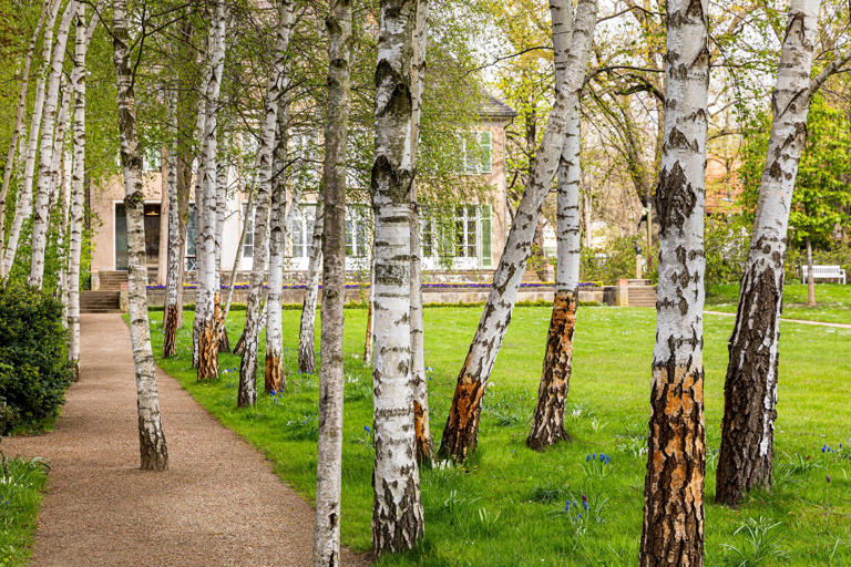 Blumen, Birken, beste Lage: Max Liebermanns Wannseegarten als Star in ...