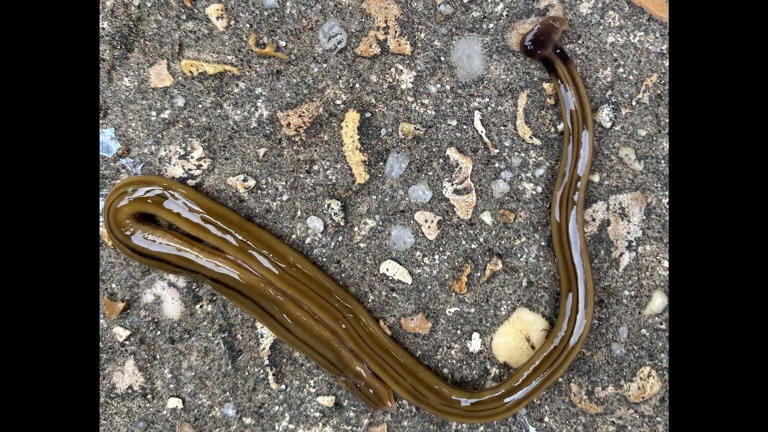 Invasive worm with irritating mucus, ability to regenerate captured in ...