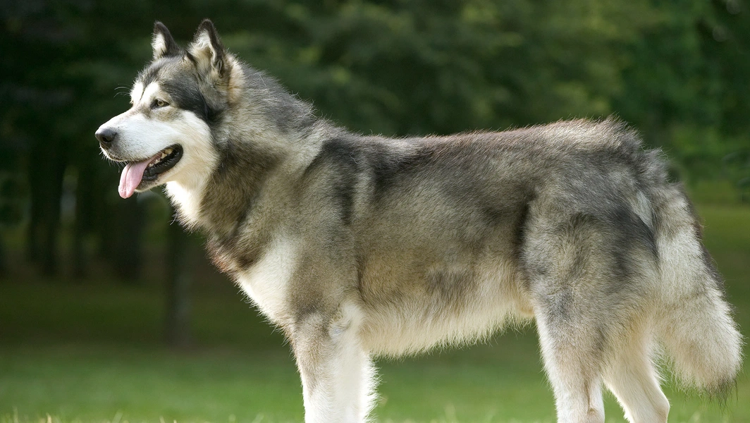 Living with an Alaskan Malamute