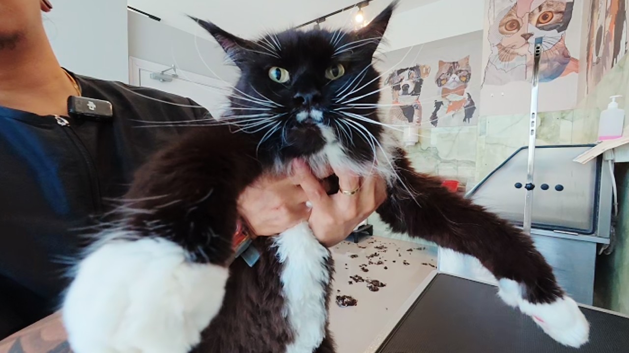 Maine coon’s first grooming
