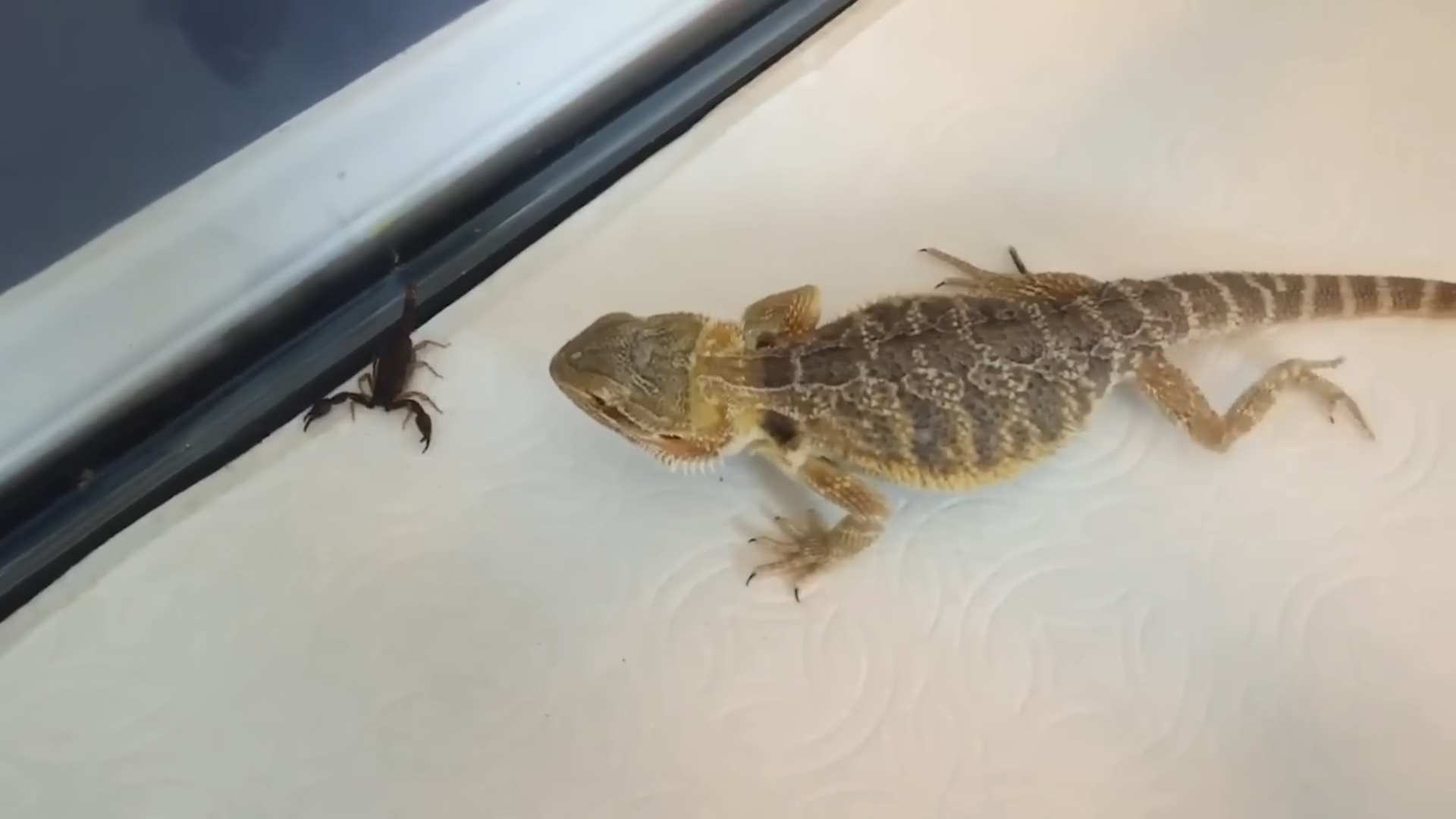 This lizard attacked a scorpion - it was a huge mistake