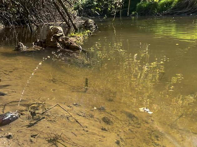 Mit Muschel-Taxis gegen das Aussterben: 10.000 Fische mit Larven in den ...