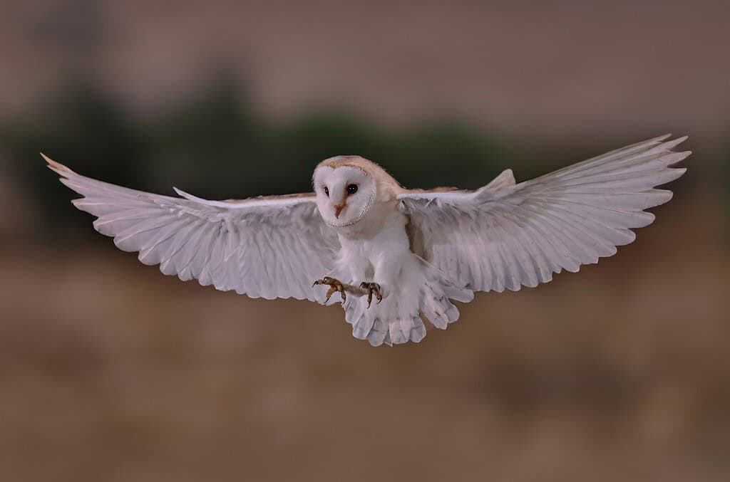 The secret to a barn owl’s deadly night hunting is hidden in its feathers