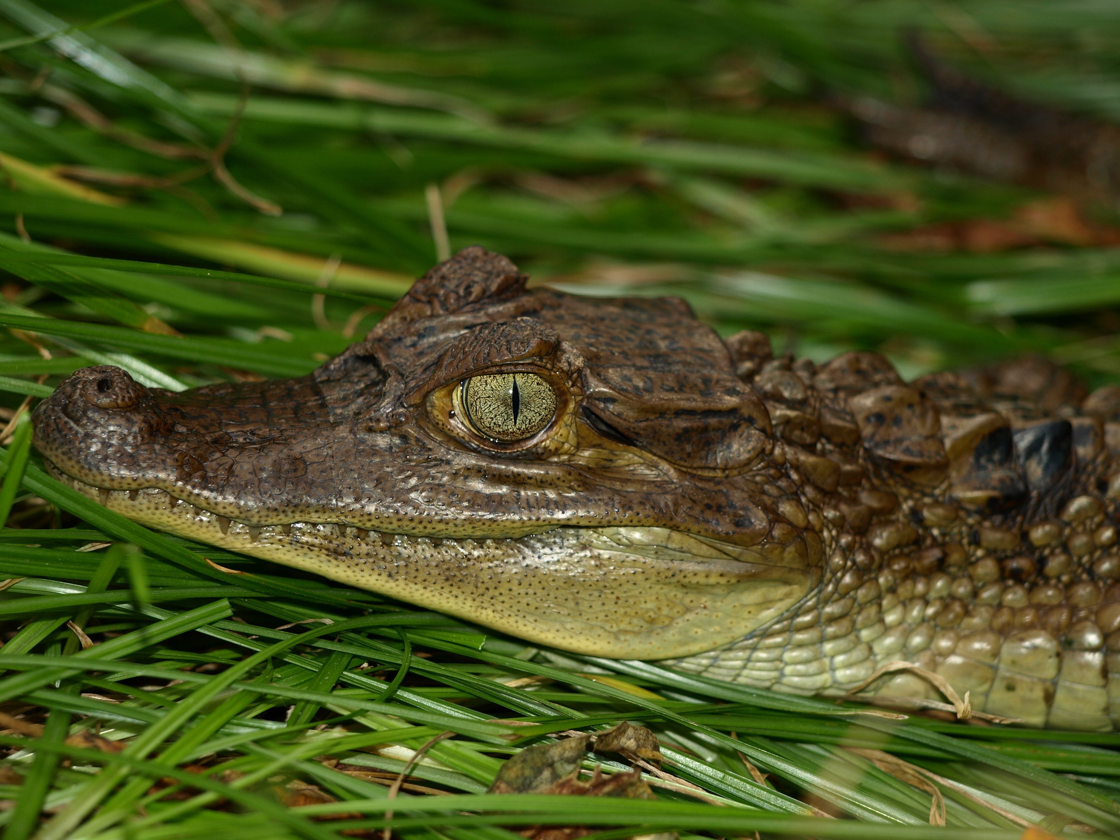 Alligators, crocodiles beware. Spectacled caimans moving into Florida