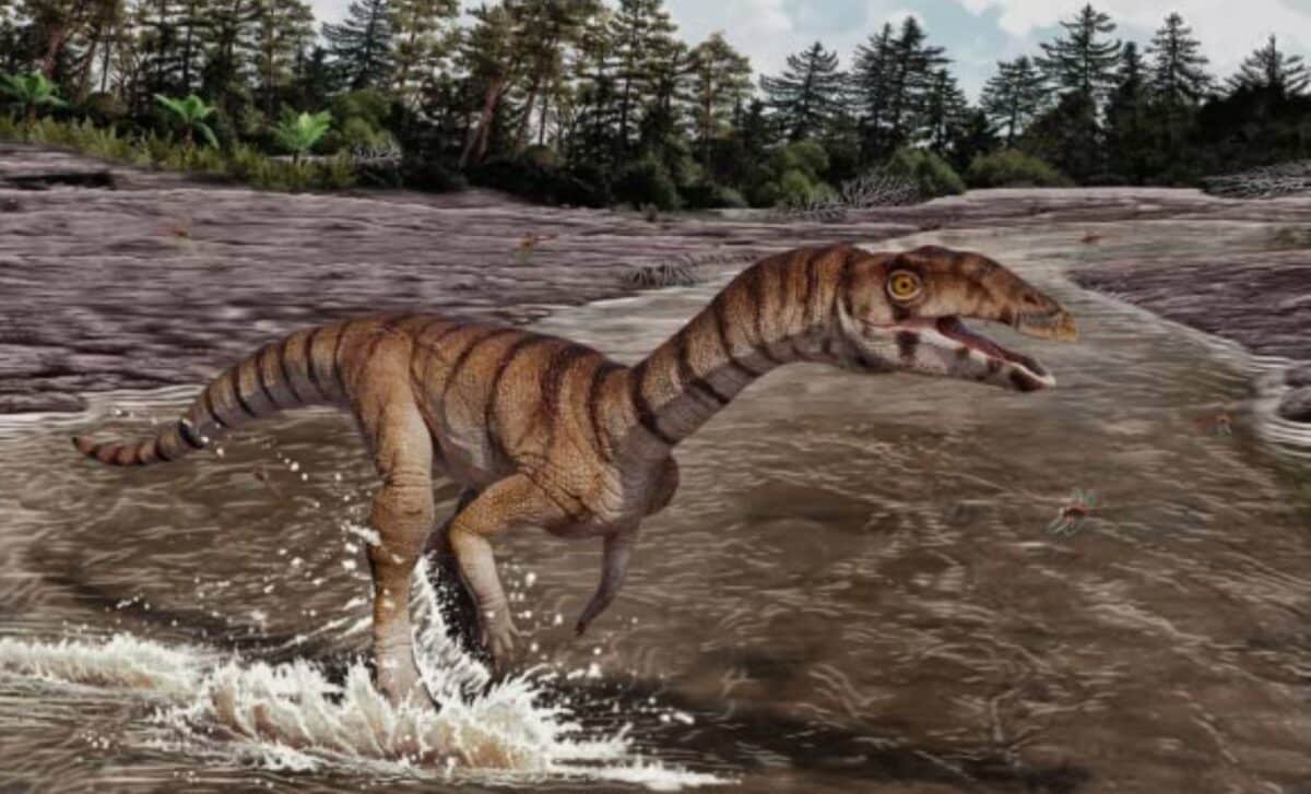 The archosaur that evolution forgot to change: Why this ancient ...