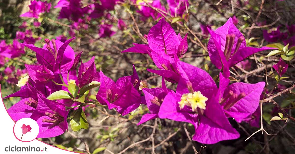 Se la bougainvillea secca sempre prova la spectoglabra