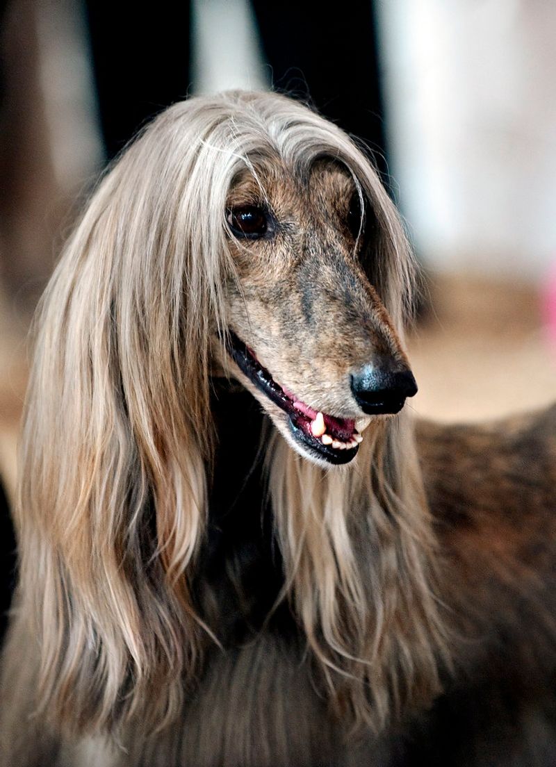 12 famously disobedient dog breeds that refuse to make life easy for owners