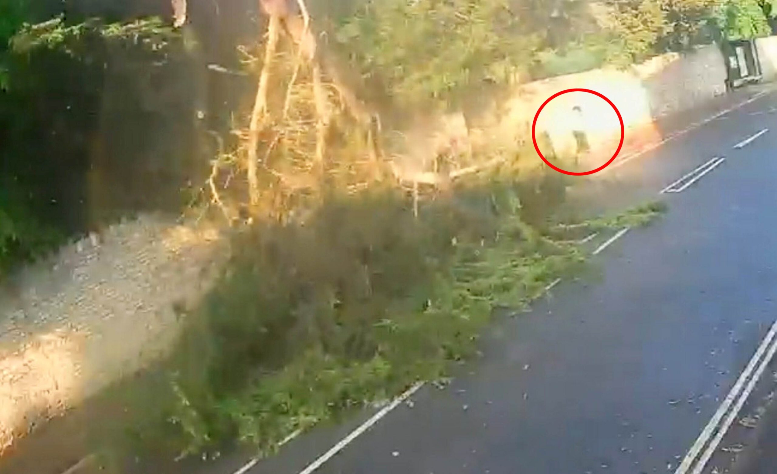 Dog walker inches from being crushed by falling tree
