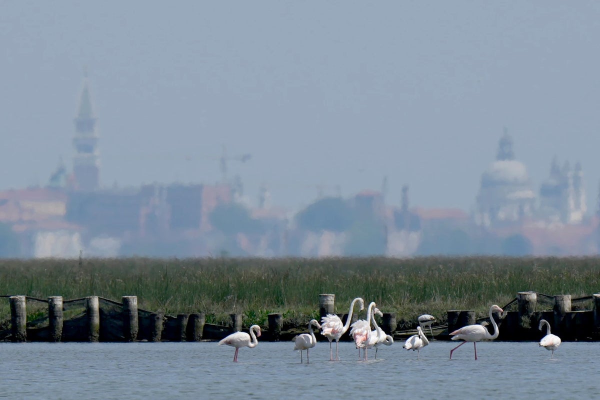 Flamingos flock to Venice in record numbers as wetlands are restored