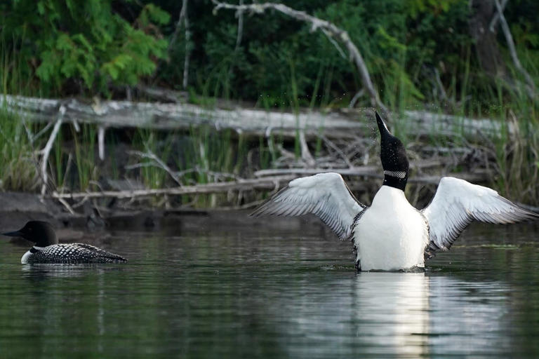 Do loons ever attack people?