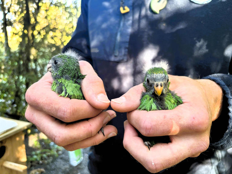 En Nouvelle-Zélande, les perruches Nacho et Trixie bien décidées à ...