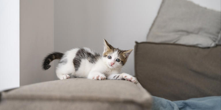 ¿Qué sofás son resistentes a gatos? Los mejores tejidos para aguantar ...