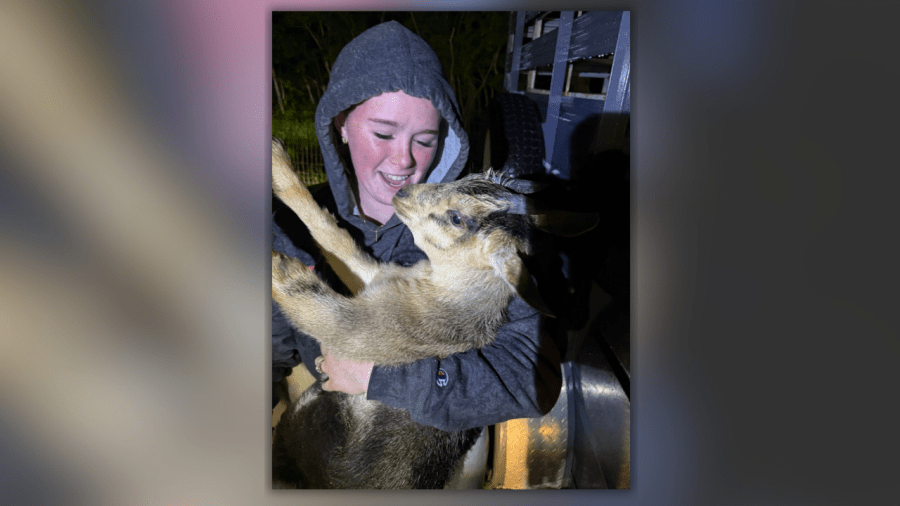 Goat safe after unusual rescue in Thompson