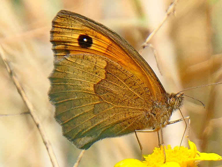 El declive de la mariposa loba