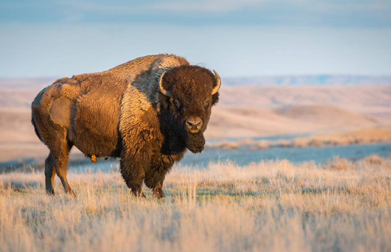 Woman tests fate by getting too close to a massive bison, faceplants ...