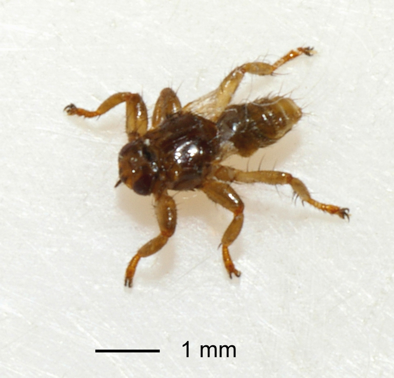 Research reveals fly ‘sacrifices’ sight after finding host to live on